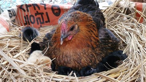 토종닭 부화중입니다 밤새 예쁜아기병아리 11마리로 가족이 늘었습니다 더 부화할거같습니다 Youtube