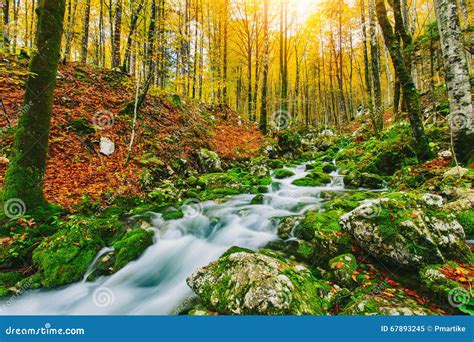 Gorgeous Scene Of Creek In Colorful Autumnal Forest Stock Image Image