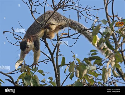 Sri Lankan Giant Squirrel Ratufa Macroura Adult Climbing After Fruit