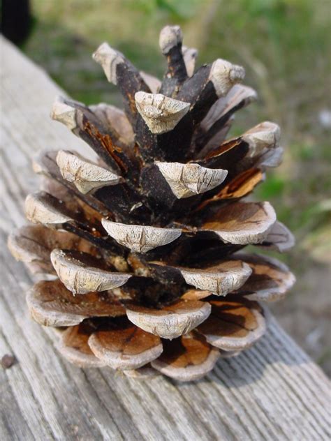 Pine Cone Free Photo Download Freeimages