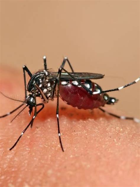 Protecting Yourself From Dengue Essential Precautions To Keep You Safe News24