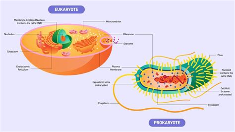 Eukaryotic And Prokaryotic Cells Differences
