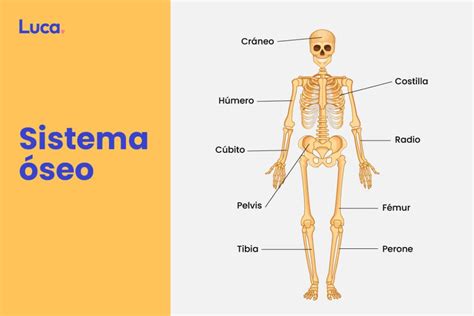 El Aparato Locomotor Aparato Locomotor Funciones Partes