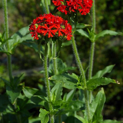 Maltese Cross Silene Chalcedonica Plant Care And How To Grow Water