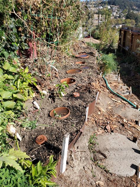 Trying Out Ollas For My Annuals This Fall Despite Using 1 10th The Water Of Surface Irrigation