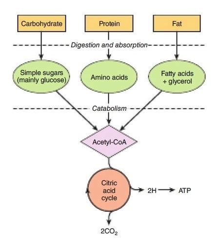 Introduction To Metabolism Flashcards Quizlet