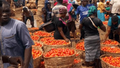 Tomato Prices Jump 363 As Disease Curbs Output Businessday Ng Tomato Prices Jump 363 As Disease Curbs Output Businessday Ng