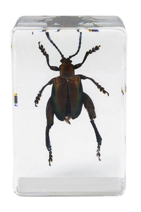 3d Bug Specimen Kit 5 Celestron