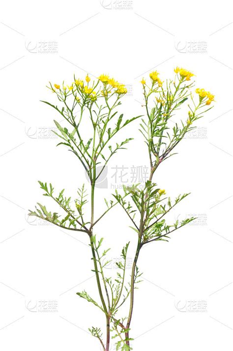 自然 垂直画幅 十字花科 无人 背景分离 野生植物 仅一朵花 草本 白色 植物