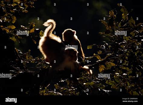 Rhesus Macaques Macaca Mulatta On Branch In Morning Sun Jim Corbett