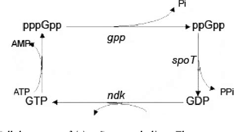 Figure 1 From The Ribosome Stringent Factor And The Bacterial Stringent Response Semantic