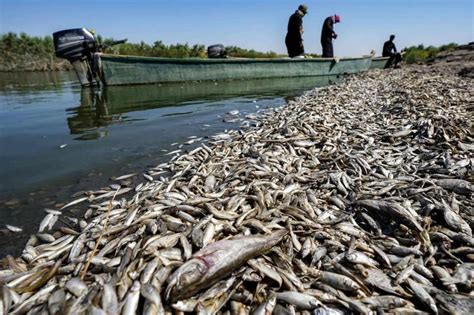 Millions Of Fish Perish In Iraqs Drought Stricken Marshlands Due To