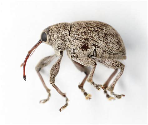 Curculio Bugguide Net