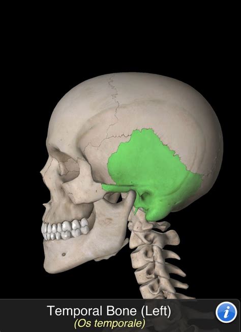 Temporal Bone Temporali