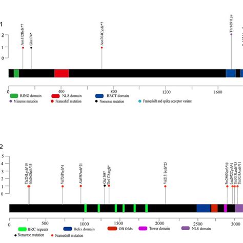 Schematic Diagram Of The Spectrum Of Brca1 A And Brca2 B Germline