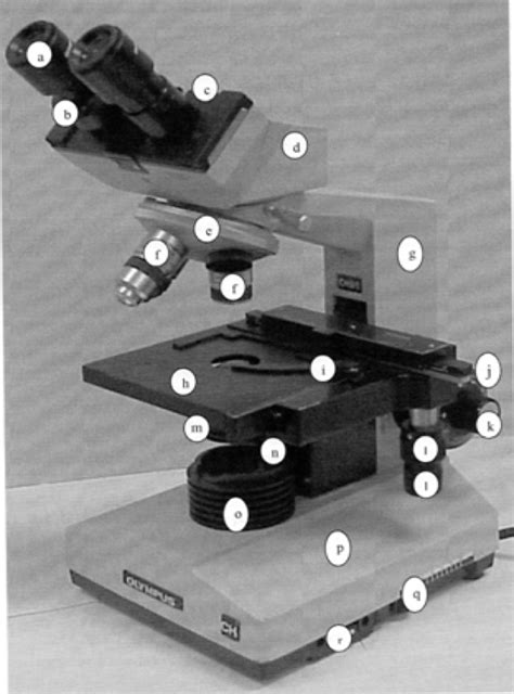 Microscope Labeling Diagram Quizlet