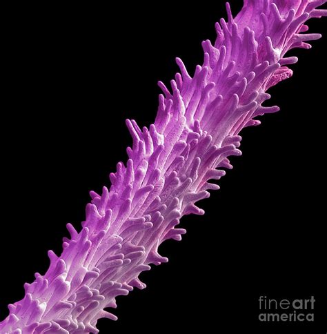 Cannabis Stigma SEM Photograph By Ted Kinsman Fine Art America