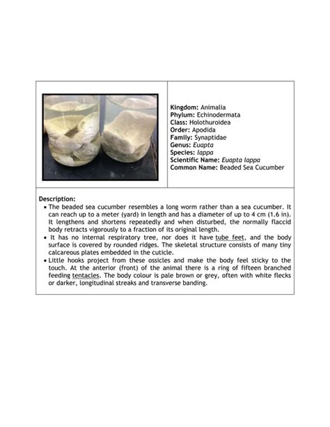 General Zoology Lab Activity 9 Echinodermata Docx