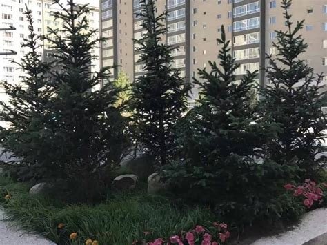 Олимп хотхоны ногоон байгууламжийн ажлыг хийж гүйцэтгэлээ 2017 он By Байгалиа дээдлье ХХК