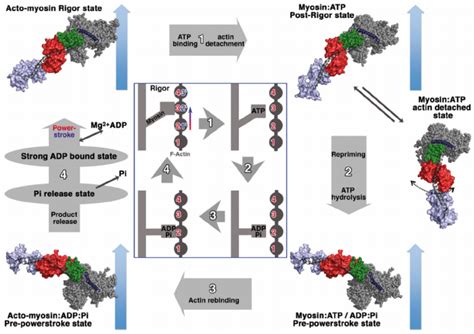 Motor Cycle Of Myosin Motors Download Scientific Diagram