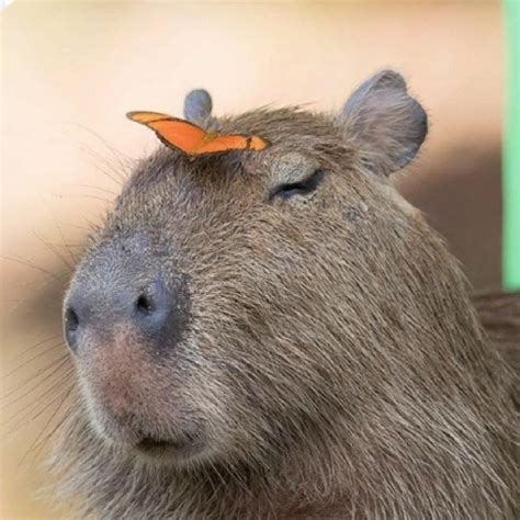 Animals Sitting On Capybaras Capybara Mammals Animals Artofit