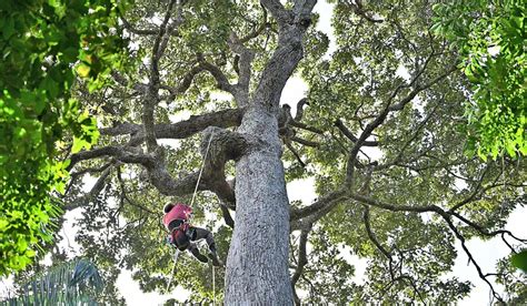 Creating Hornbill Nesting Boxes