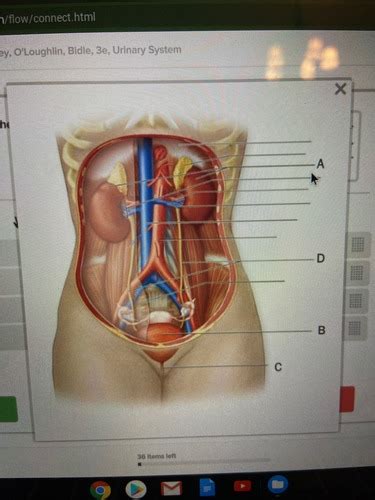 Urinary System Flashcards Quizlet