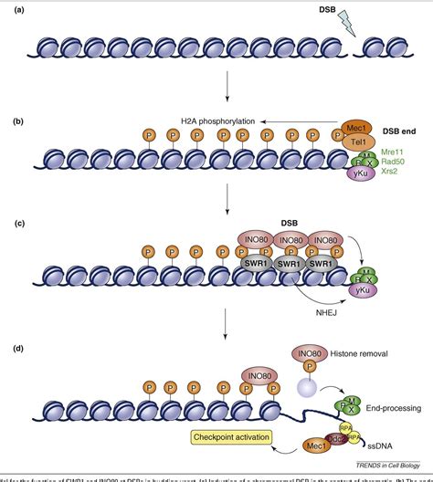 Figure 3 From Crosstalk Between Histone Modifications During The Dna
