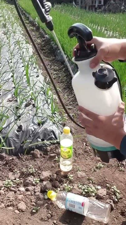 천연제초제 제초제 안쓰고 이것만 뿌려주면 풀 쉽게 죽여요 Shorts 천연제초제 Youtube