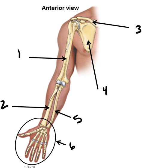 Upper Limb Overview Diagram Quizlet