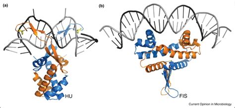Structural Basis For Dna Bending By Hu A And Fis B Protein Cartoon