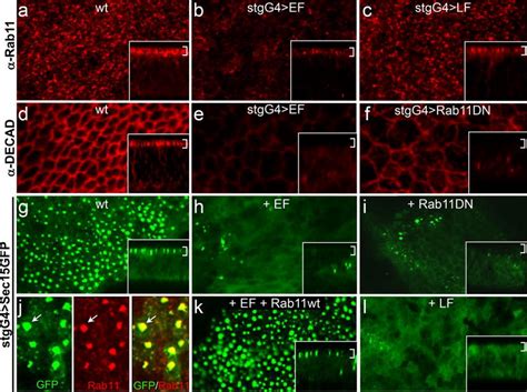 Anthrax Toxins Cooperatively Inhibit Endocytic Recycling By The Rab11