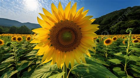 그린 필드에 큰 해바라기 큰 해바라기 꽃 고화질 사진 사진 꽃 배경 일러스트 및 사진 무료 다운로드 Pngtree