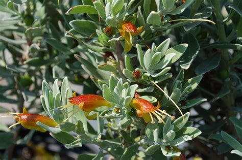 Eremophila Glabra Kalgoorlie Fuchsia Emu Bush