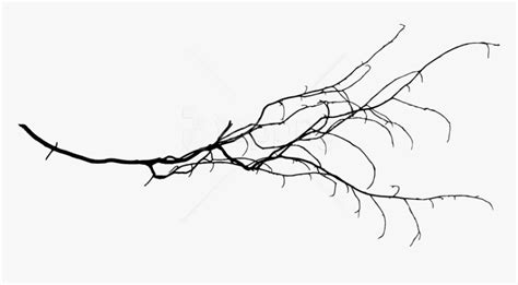 Tree Branch Png Transparent Background Tree Branch Drawing Png Png