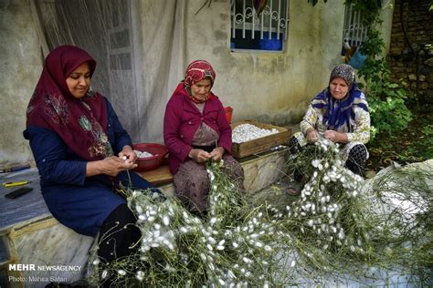 پرورش کرم ابریشم