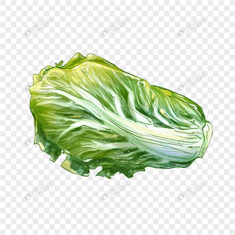 절인 양배추 Png 일러스트 무료 다운로드 Lovepik