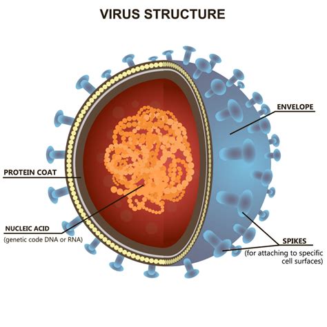 Simple Diagram Of A Virus Structure Labeled Biology