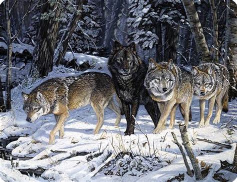 A História Da Alcatéia De 400 Lobos Que Foi Destruída Pela Ignorância
