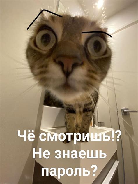 Обои с котиками Собачьи лапы Любители кошек Иллюстрация кошки