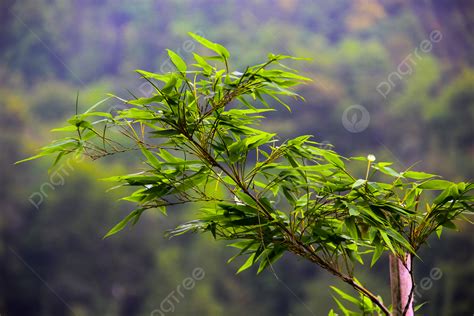 산 죽 배경 일러스트 산 죽 사진 및 배경 화면 무료 다운로드 Pngtree