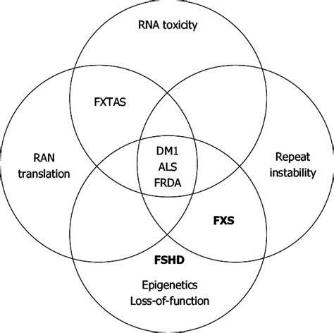 Modeling Pathogeneic Noncoding Repeat Expansions By The Use Of Mutant Download Scientific