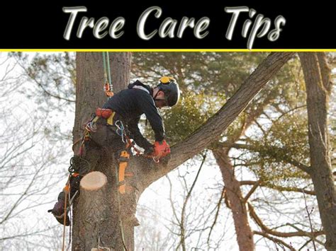 Tree Care Tips Ideal Way Of Trimming A Tall Tree My Decorative
