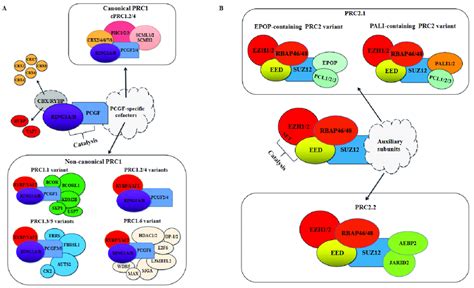 The Classification Of Mammalian Polycomb Repressive Complexes A The Download Scientific