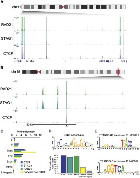 A Ctcf Independent Role For Cohesin In Tissue Specific Transcription