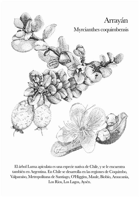 Arrayán Behance