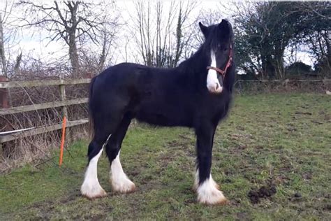 Шайр порода лошадей характеристика фото содержание