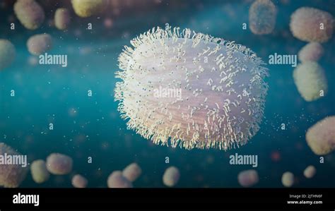 Monkeypox Virus One Of The Human Orthopoxviruses Pathogen Closeup