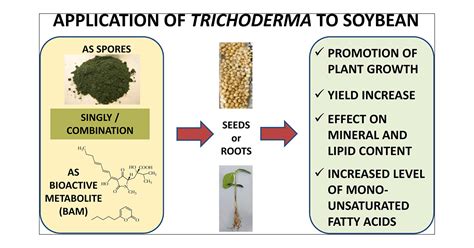 Application Of Trichoderma Strains And Metabolites Enhances Soybean Productivity And Nutrient