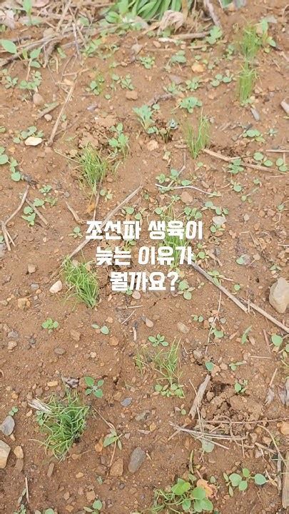 조선파 생육이 늦는 이유가 뭘까요 Youtube